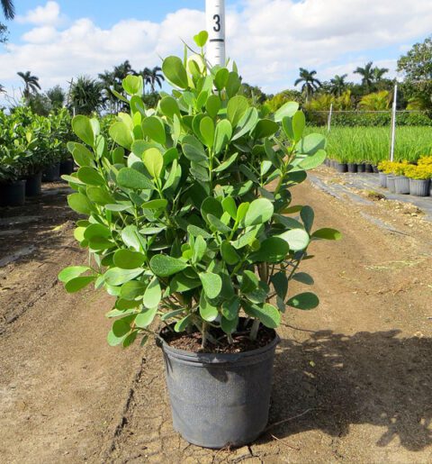 How Fast Do Clusia Grow In Florida