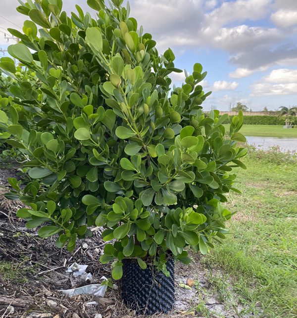 Fast Growing Clusia Hedges | Grateful Clusia Nursery | FL
